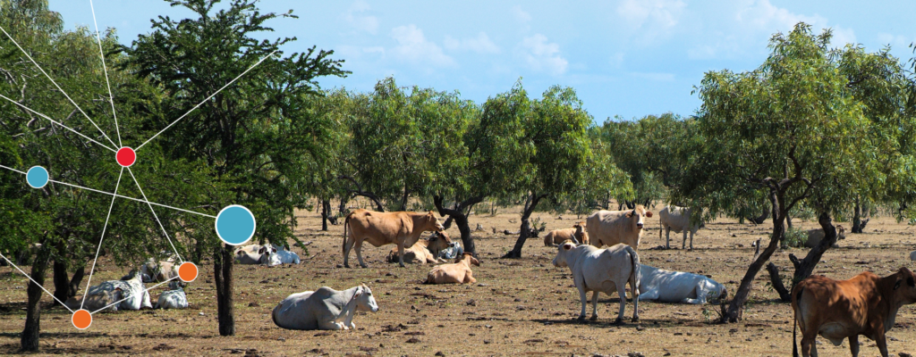 Evaluation of the Northern Australia Biosecurity Strategy | ARTD